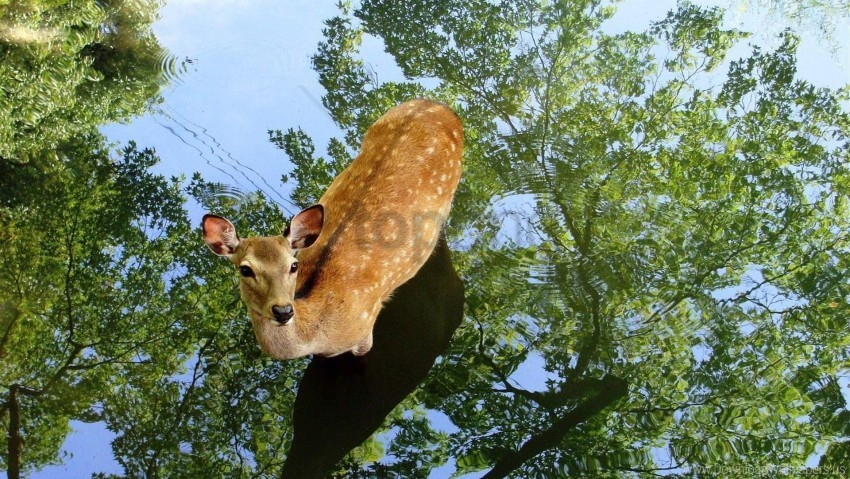 Free download | HD PNG deer reflection shadow trees water wallpaper ...