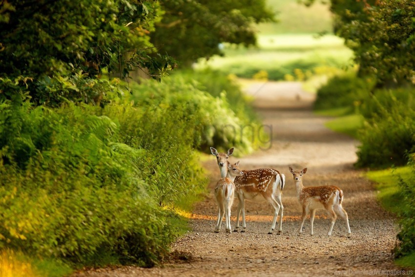 Free download | HD PNG deer trail trees walk wallpaper background best ...