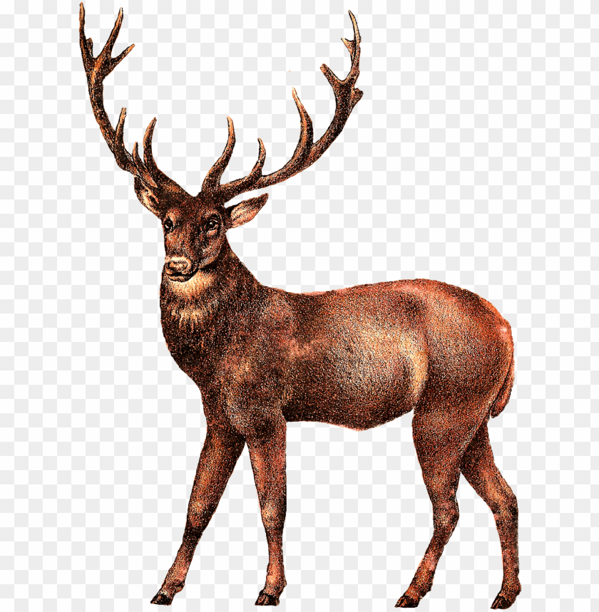 Free download | HD PNG deer transparent png images deer transparent PNG ...