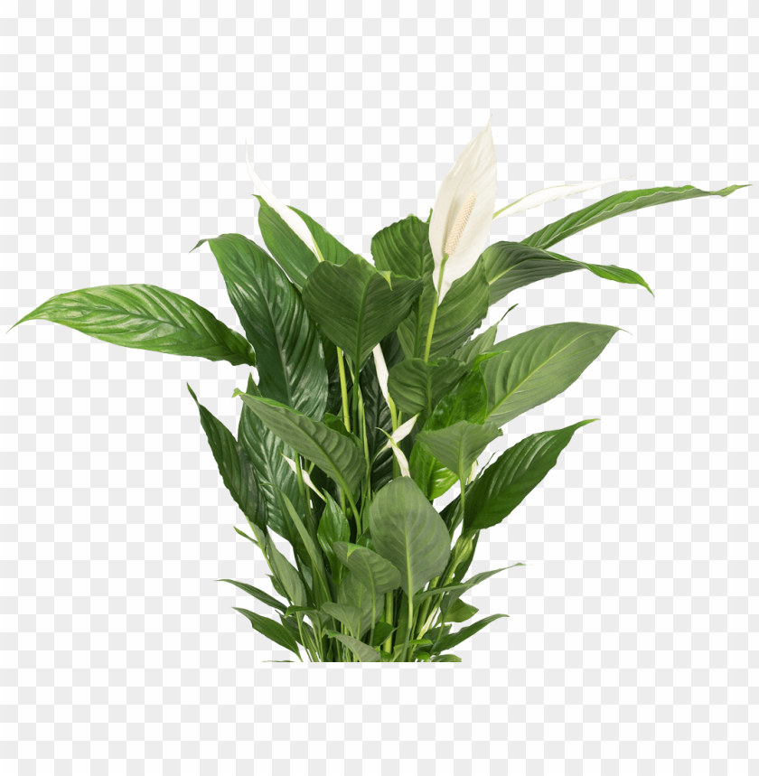 Free download | HD PNG desk plant png clipart royalty free download ...