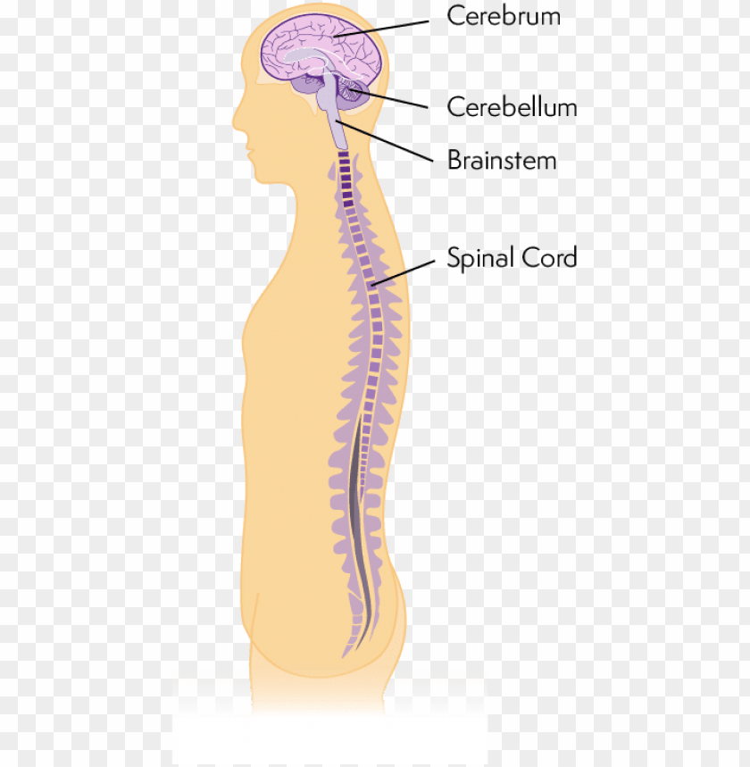 Free download | HD PNG diagram of central nervous system central ...