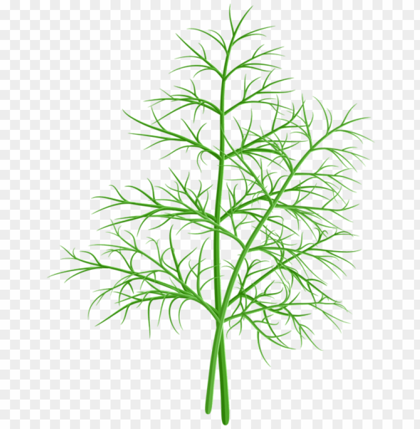 Free download | HD PNG Transparent green dill herb with thin leaves png ...