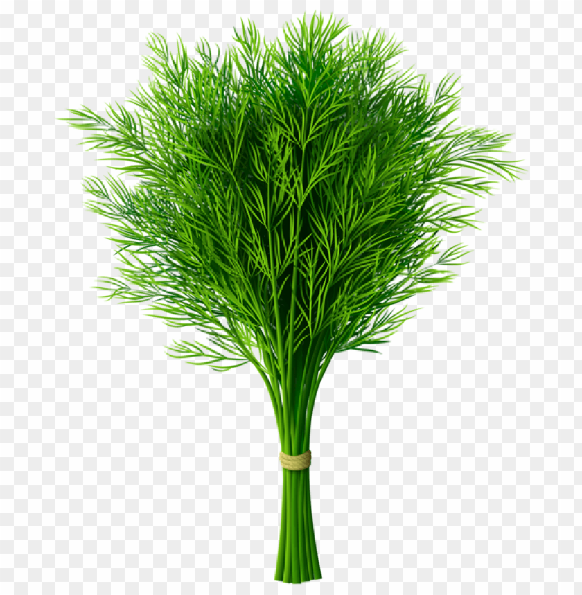 Free download | HD PNG Transparent dill herb with leaf details clipart ...