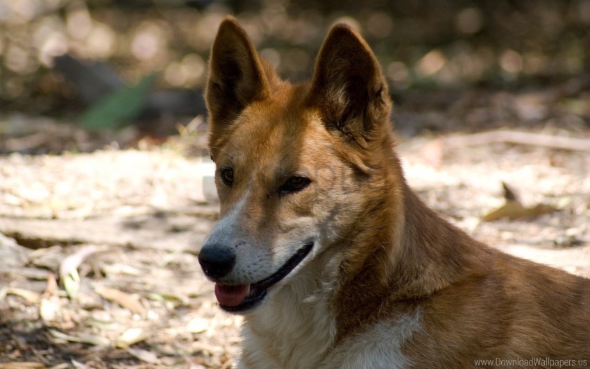 Free download | HD PNG dingo shadow wild dog wallpaper background best ...