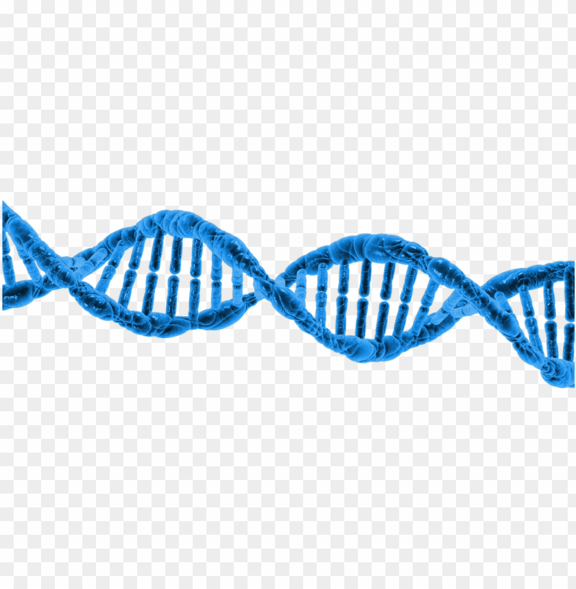 Free download | HD PNG dna string double helix missing link what it ...