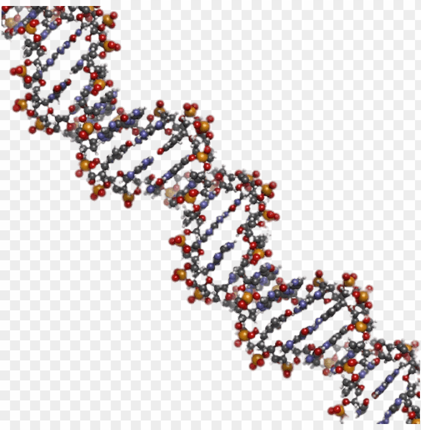 Free download | HD PNG dna string model PNG transparent with Clear ...