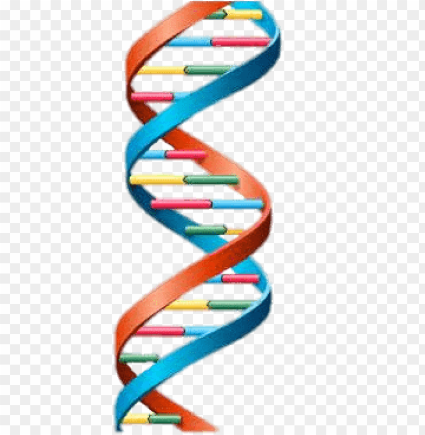 Free download | HD PNG dna string multlour PNG transparent with Clear ...