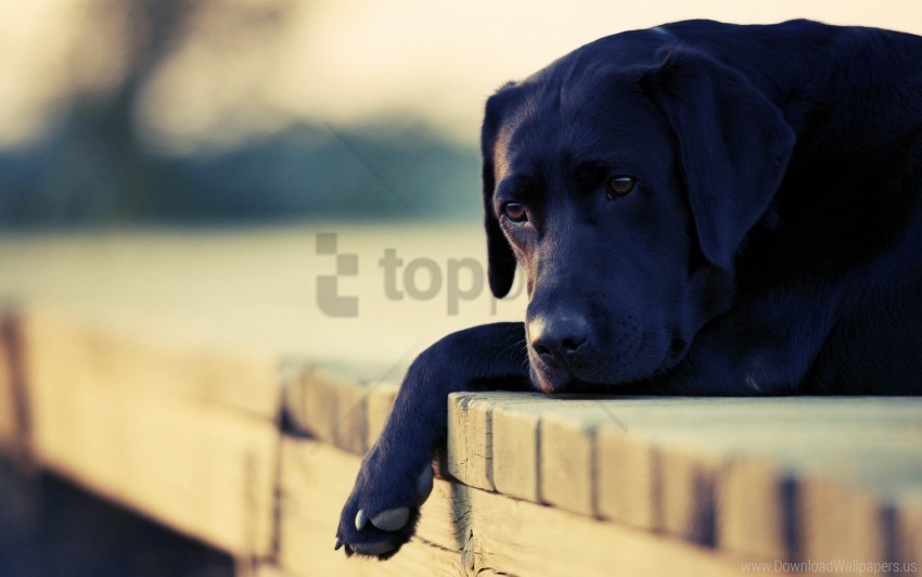 Free download | HD PNG dog down face sad wallpaper background best ...