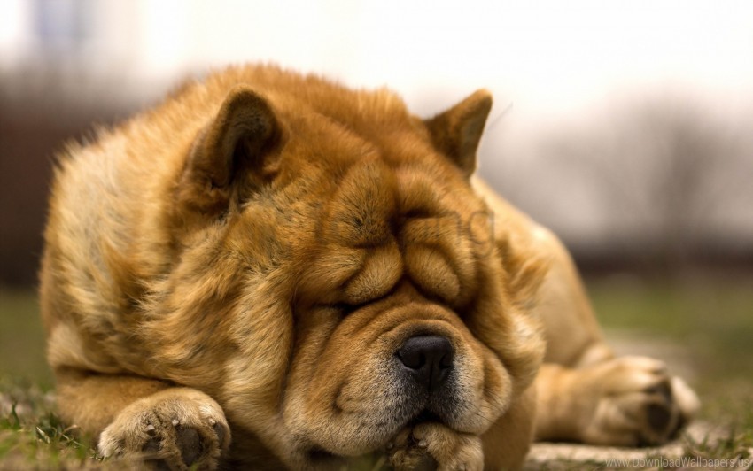 Free download | HD PNG dog dream face wrinkles wallpaper background ...