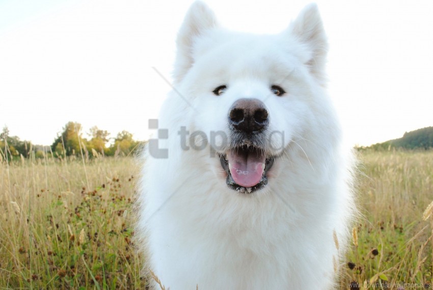 Free download | HD PNG dog drooling muzzle samoyed shepherd wallpaper ...