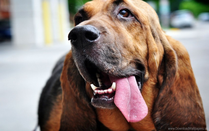 Free download | HD PNG dog ears muzzle protruding tongue wallpaper ...