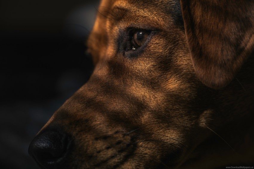 Free download | HD PNG dog eye face shadow wallpaper background best ...