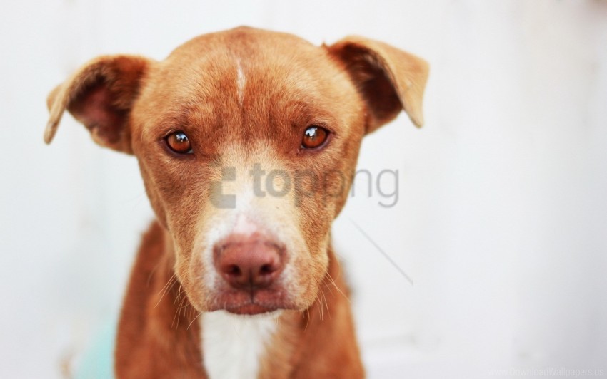Free download | HD PNG dog eyes face sadness wallpaper background best ...