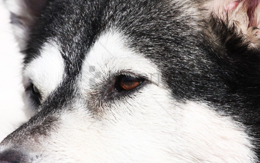 Free download | HD PNG dog eyes face usky wallpaper background best ...