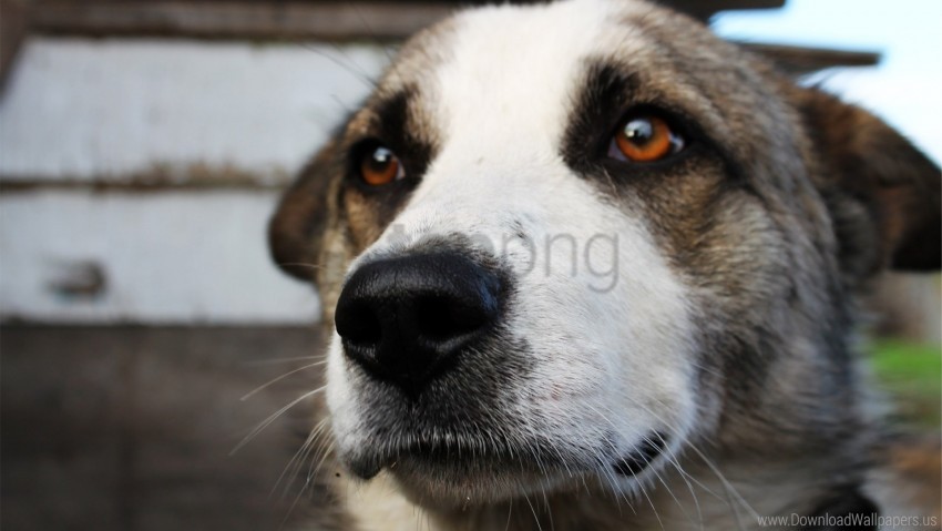 Free download | HD PNG dog eyes face wallpaper background best stock ...