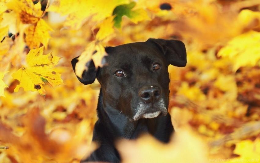 Free download | HD PNG dog eyes fall wallpaper background best stock ...