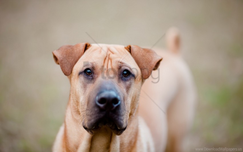 Free download | HD PNG dog eyes muzzle rock wallpaper background best ...