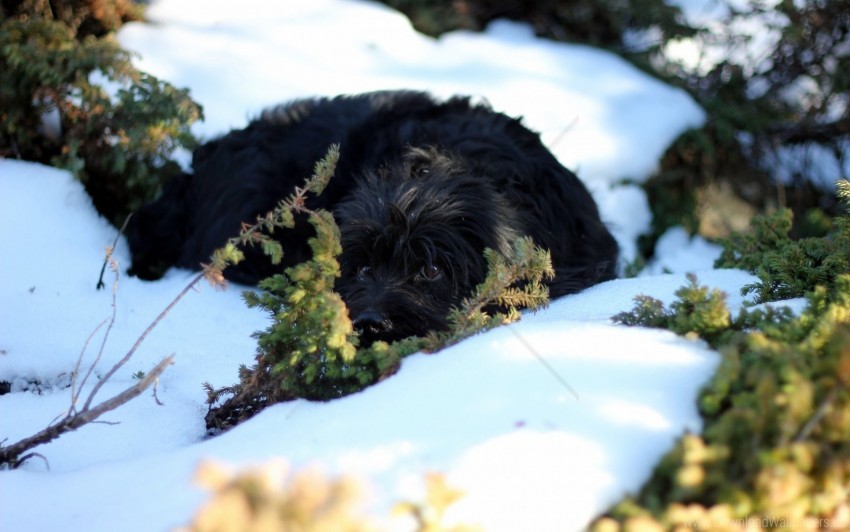 Free download | HD PNG dog eyes nature snow wallpaper background best ...