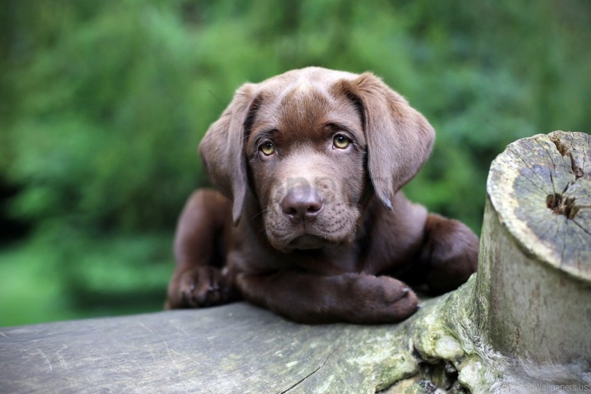 Free download | HD PNG dog eyes puppy snout wallpaper background best ...