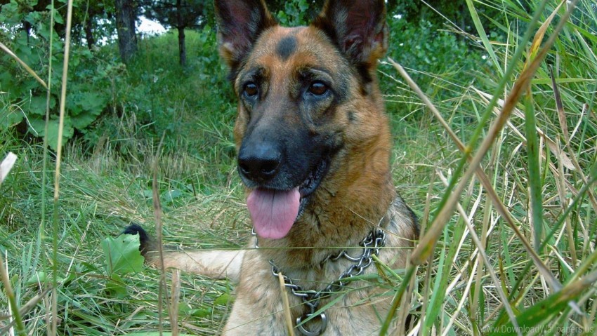 Free download | HD PNG dog face hunting sheep tongue wallpaper ...