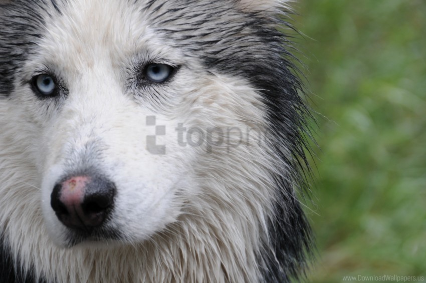 Free download | HD PNG dog face husky wet wallpaper background best ...