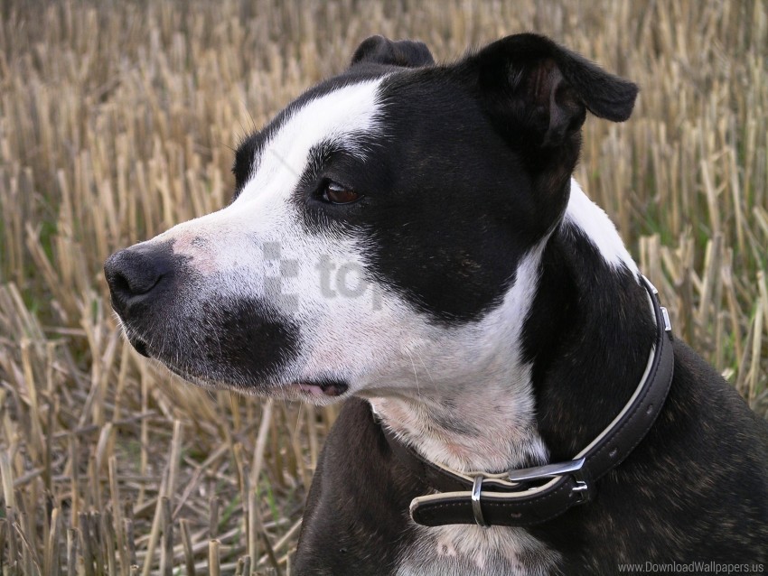 Free download | HD PNG dog face look spotted staffy wallpaper ...