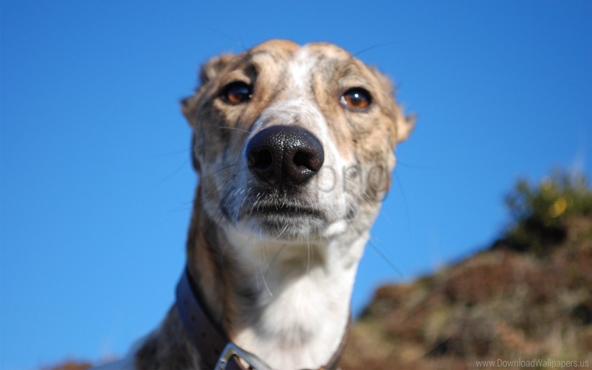 Free download | HD PNG dog face sky spotted view wallpaper background ...