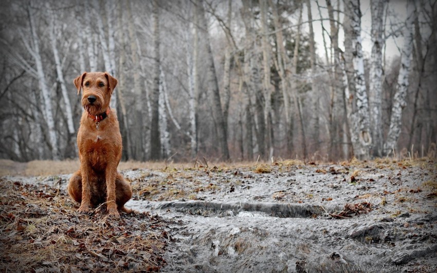 Free download | HD PNG dog fall forest rain sit walk wallpaper ...
