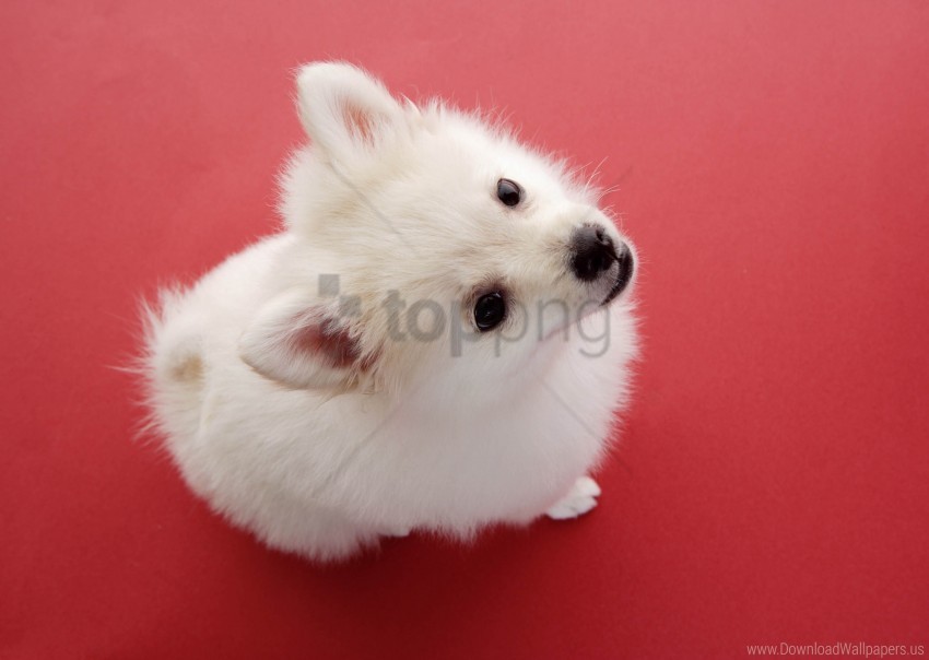 Free download | HD PNG dog fluff red background wallpaper background ...