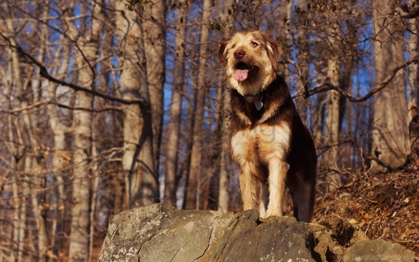 Free download | HD PNG dog forest stone view wallpaper background best ...