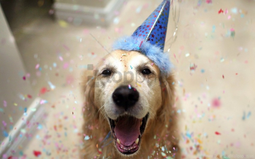 Free download | HD PNG dog friend holiday wallpaper background best ...