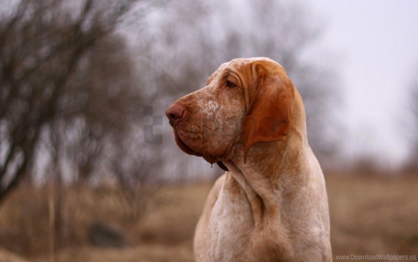 Free download | HD PNG dog friend look pro wallpaper background best ...