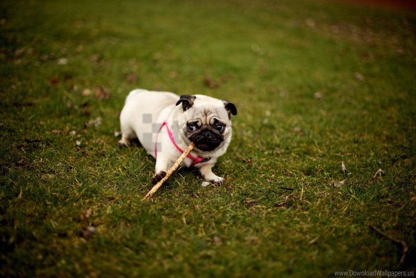 Free download | HD PNG dog game grass pug wallpaper background best ...