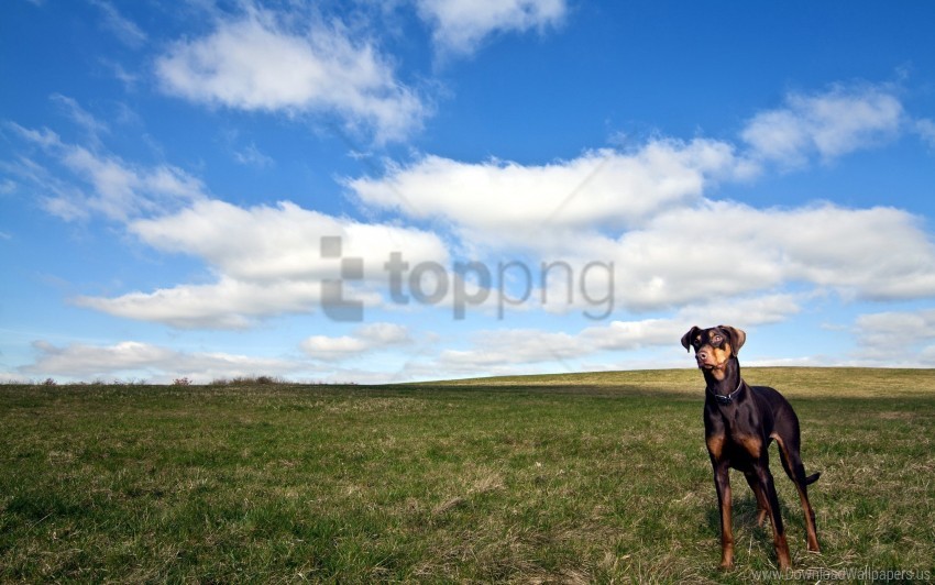 Free download | HD PNG dog grass horizon sky walk wallpaper background ...
