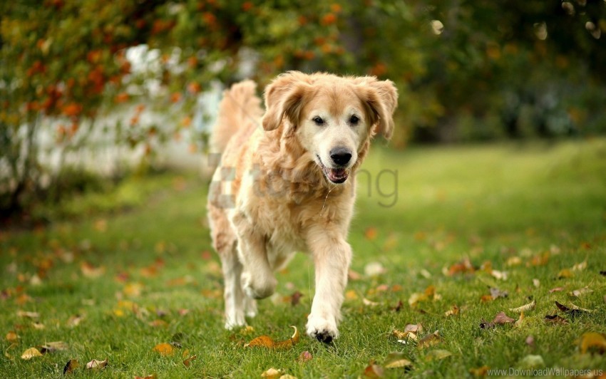 Free download | HD PNG dog grass leaves walk wallpaper background best ...