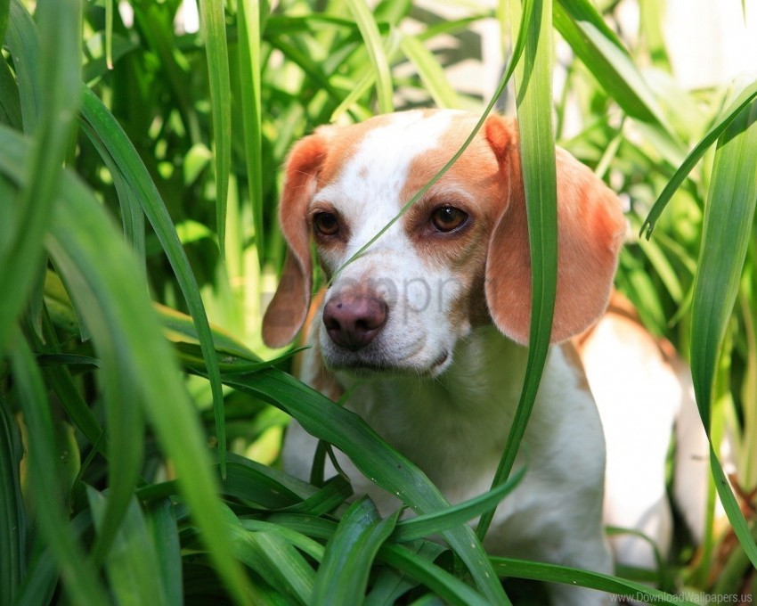 Free download | HD PNG dog grass observation puppy wallpaper background ...