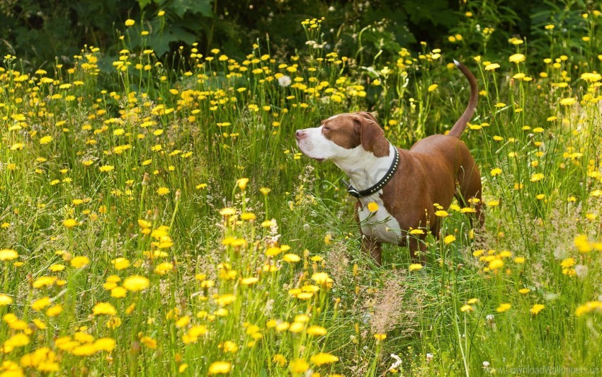 Free download | HD PNG dog grass walk wallpaper background best stock ...