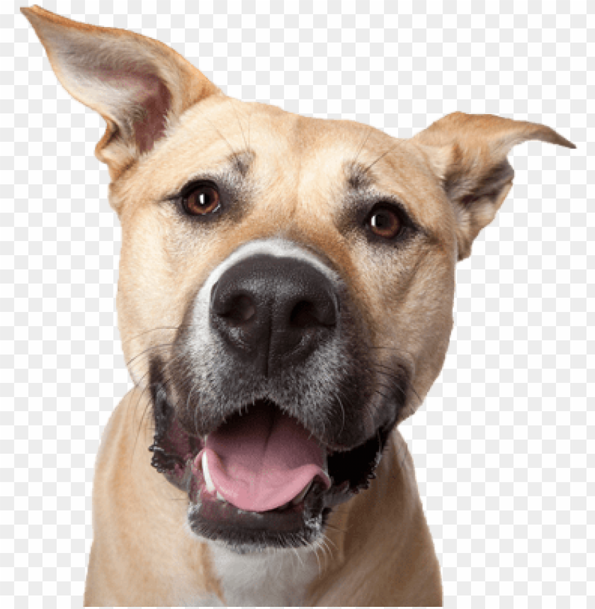Free download | HD PNG dog head trans400web dog face photography PNG ...