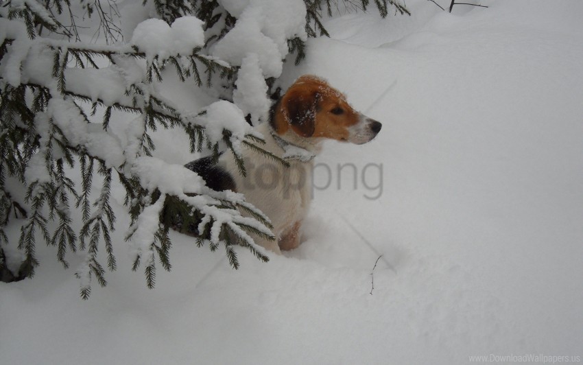 Free download | HD PNG dog hunting snow walk wallpaper background best ...