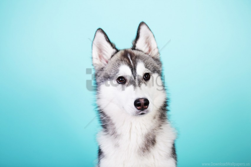 Free download | HD PNG dog husky look wallpaper background best stock ...