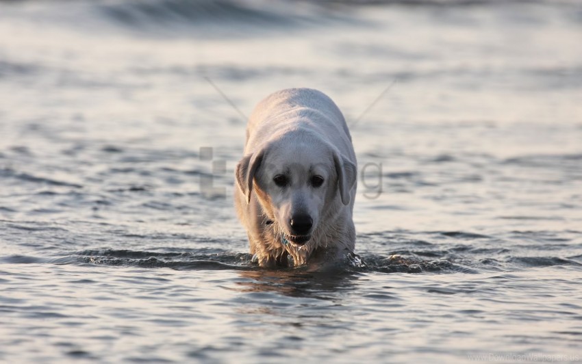 Free download | HD PNG dog labrador water wet wallpaper background best ...