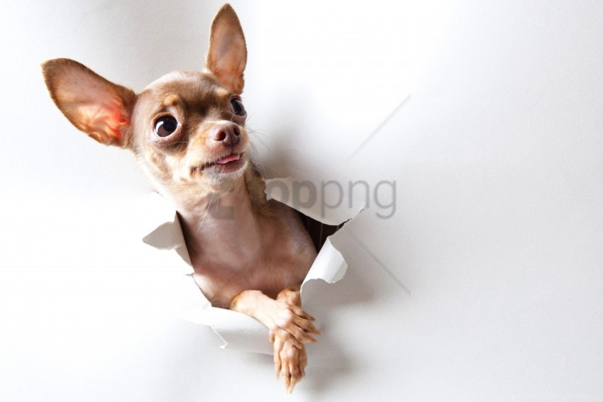 Free download | HD PNG dog look surprise toy terrier wallpaper ...