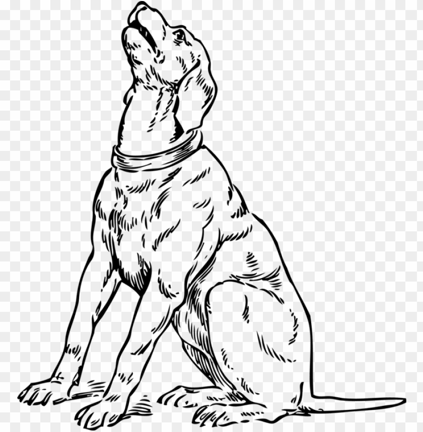 Free download | HD PNG dog looking up drawing PNG transparent with ...
