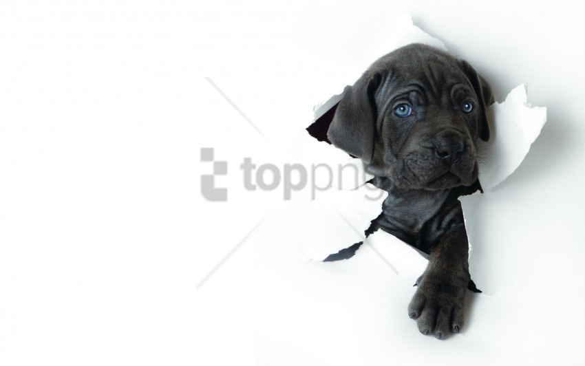Free download | HD PNG dog paper puppy ragged wallpaper background best ...