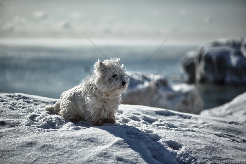 Free download | HD PNG dog playful snow winter wallpaper background ...