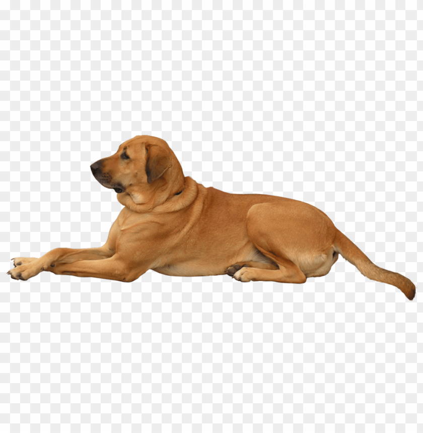 Free download | HD PNG brown dog lying down png clipart png photo ...