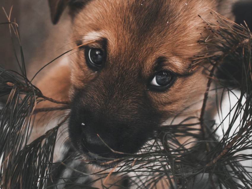 Free download | HD PNG dog puppy cute eyes 4k wallpaper | TOPpng