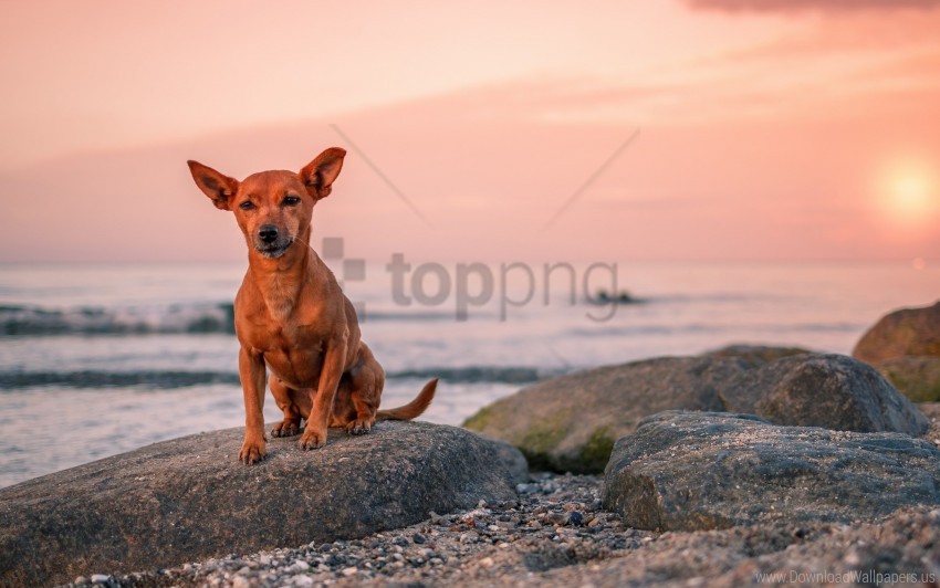 Free download | HD PNG dog puppy rock sea wallpaper background best ...