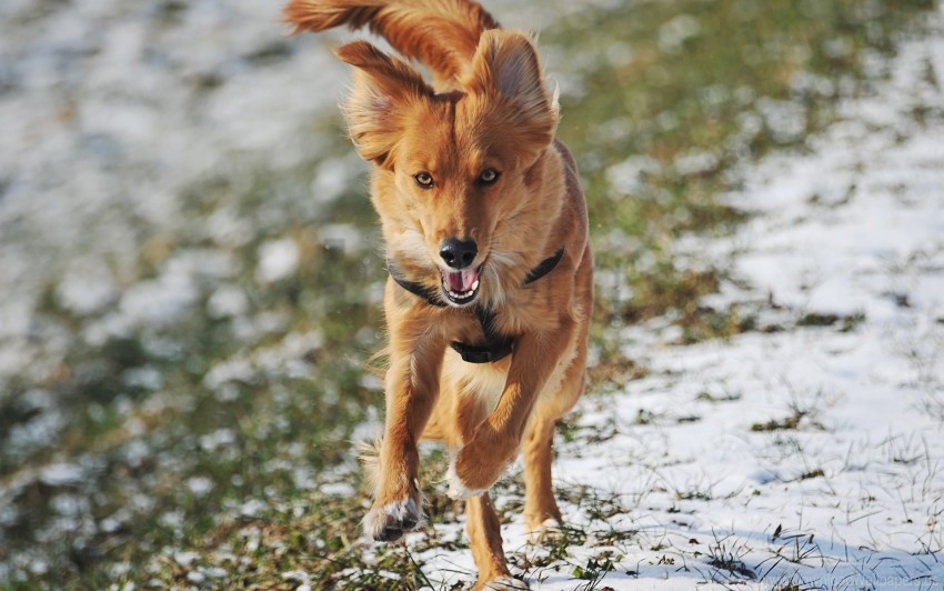 Free download | HD PNG dog running trail wind wallpaper background best ...