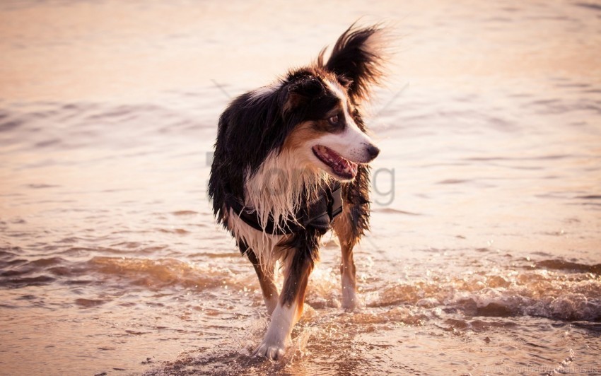 Free download | HD PNG dog sea shore walk wallpaper background best ...